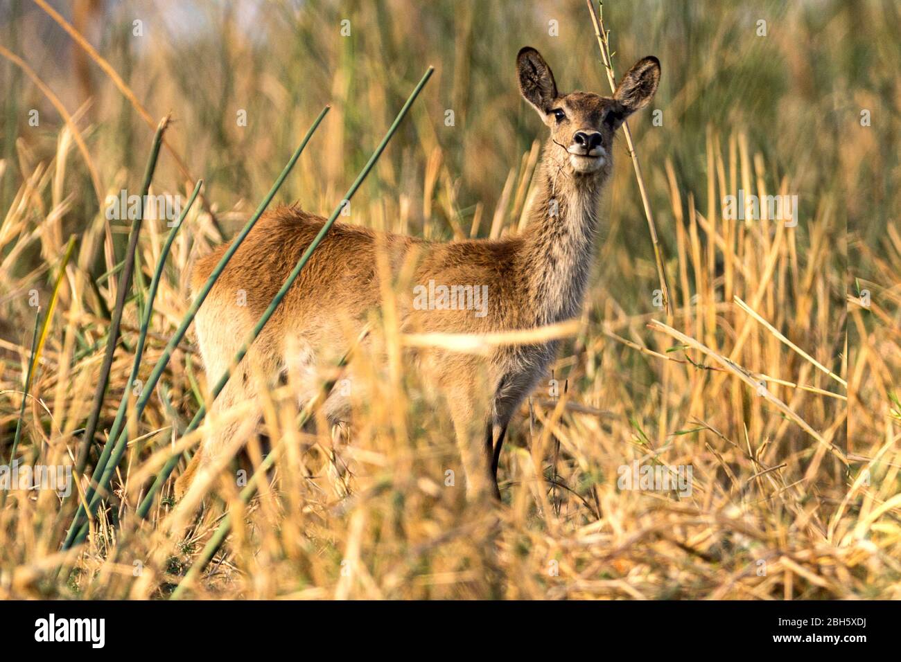 Female Red Lechwe, dusk, Nkasa Rupara(Mamili) National Park, Caprivi ...