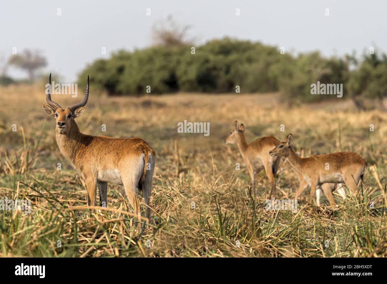 Female red lechwe hi-res stock photography and images - Alamy