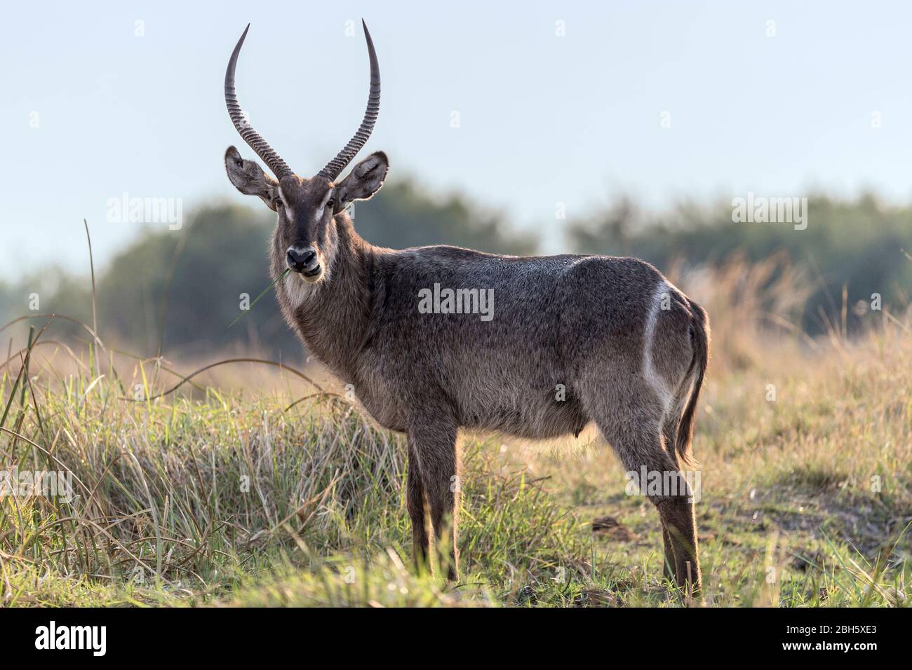 Male Waterbuck, eating, Nkasa Rupara(Mamili) National Park, Caprivi ...