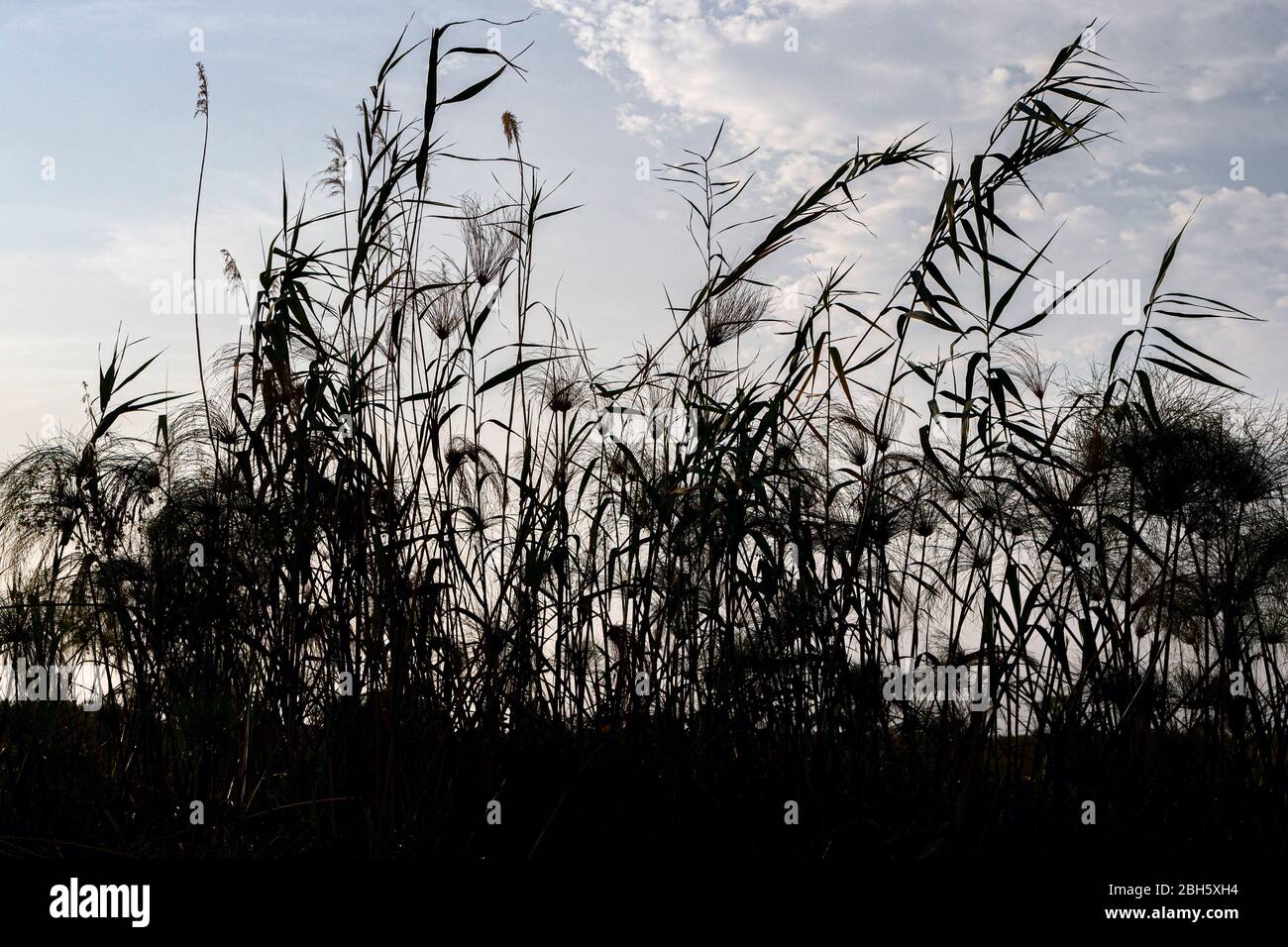 Landscape in swamp area with papyrus reeds, Nkasa Rupara(Mamili ...