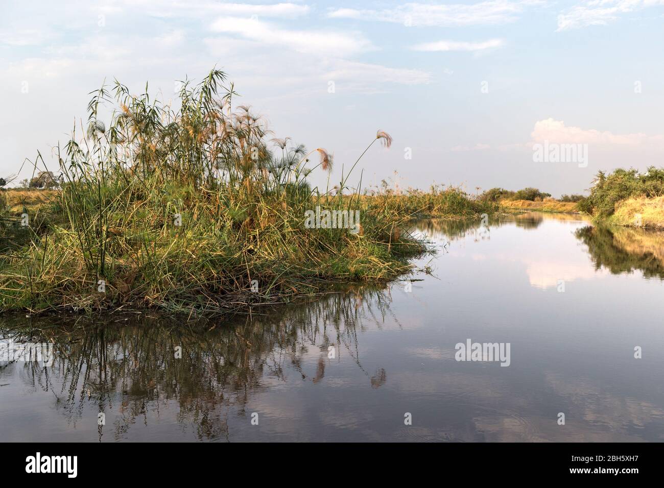 Papyrus Reeds High Resolution Stock Photography and Images - Alamy