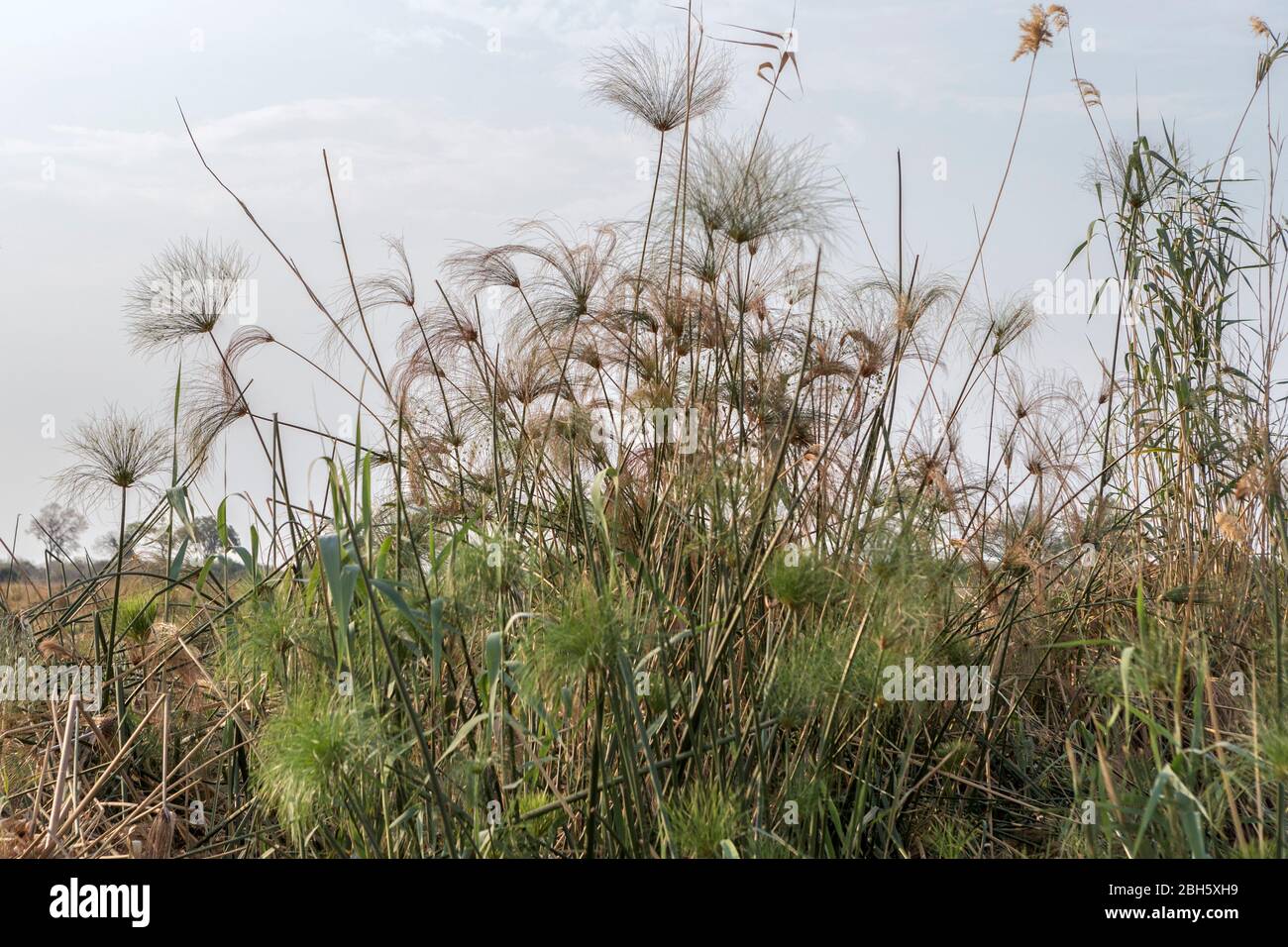 Swamp in namibia hi-res stock photography and images - Alamy