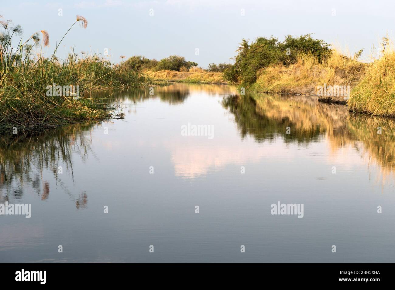Landscape in swamp area with papyrus reeds, Nkasa Rupara(Mamili ...