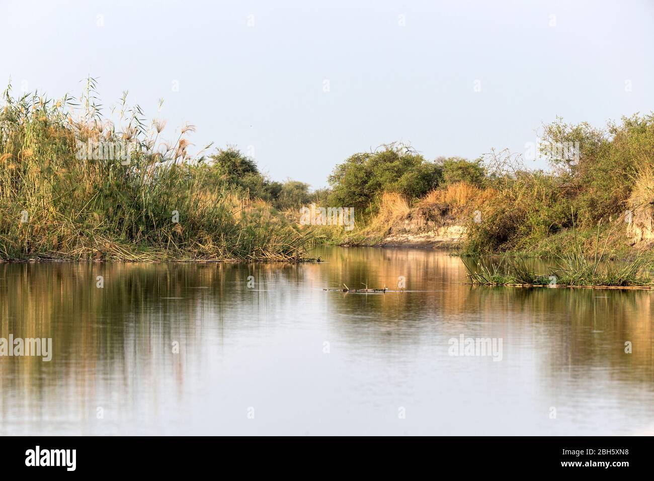Landscape in swamp area with papyrus reeds, Nkasa Rupara(Mamili ...