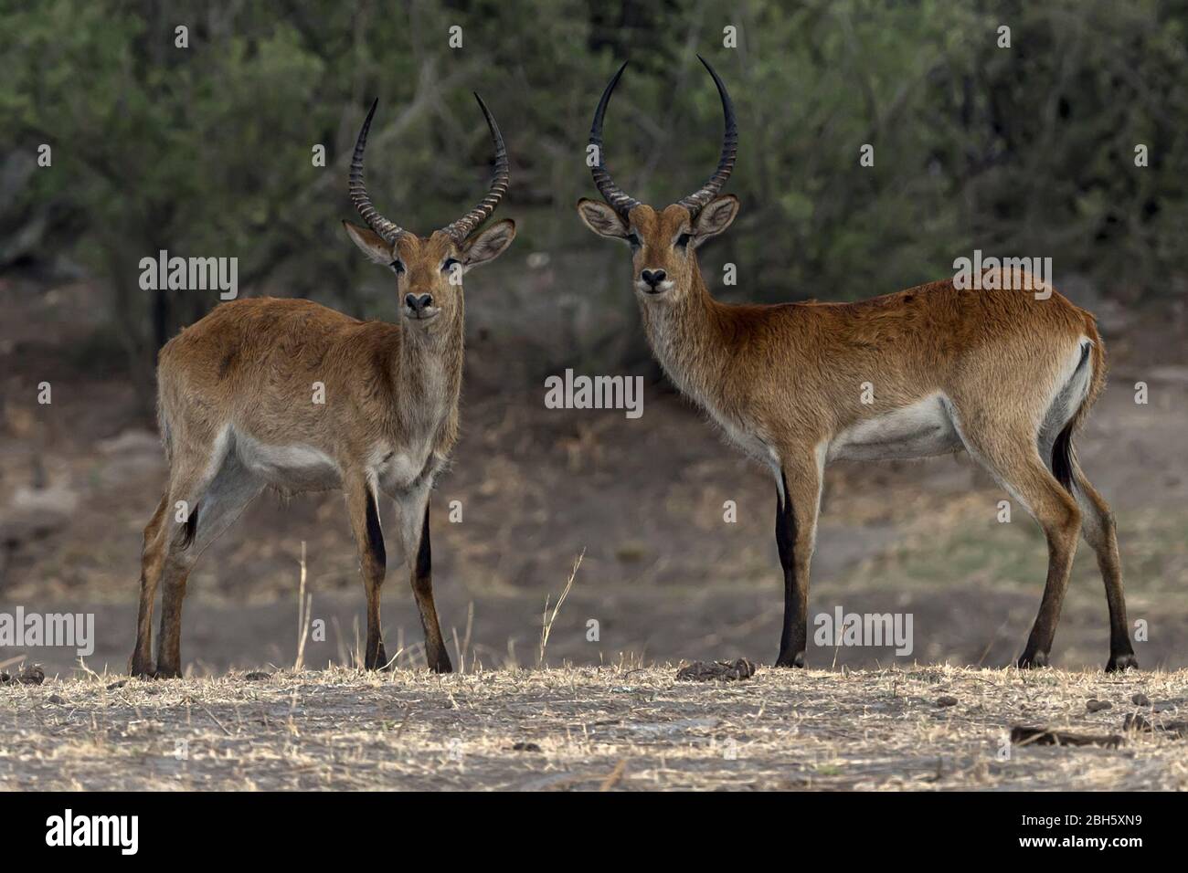 Male lechwe fighting hi-res stock photography and images - Alamy