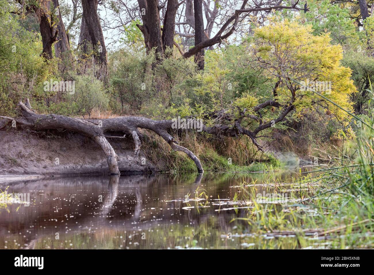 Fallen tree, Landscape in swamp area, Nkasa Rupara (Mamili) National ...