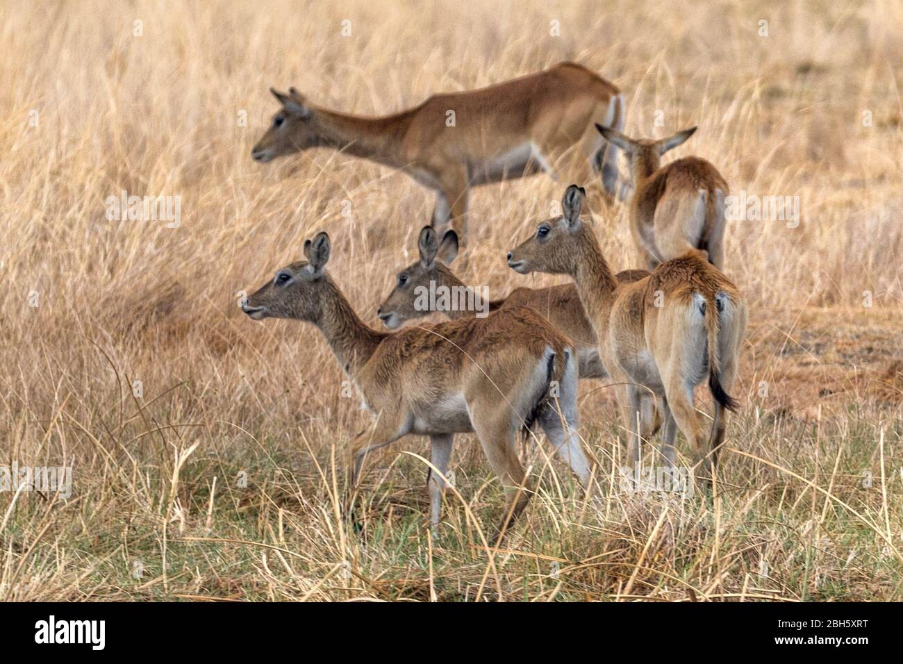Female Red Lechwe, Nkasa Rupara (Mamili) National Park, Caprivi Strip ...