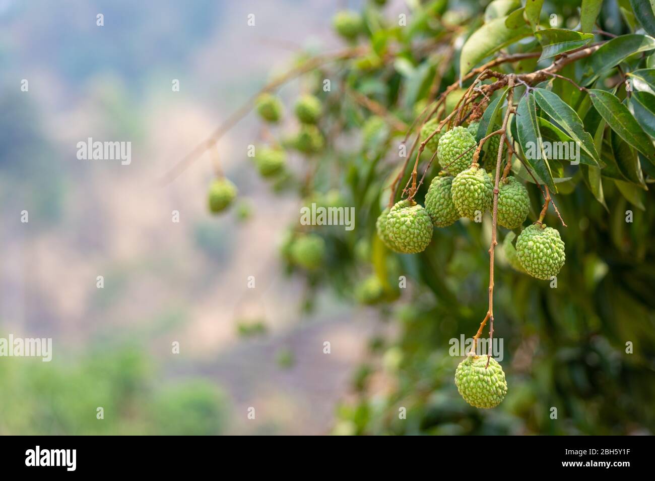 Picture of green unripe lychee hanging from the tree Stock Photo - Alamy