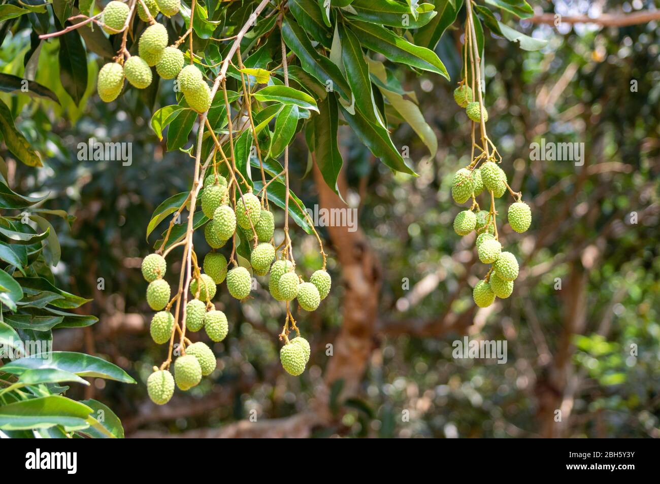 Picture of green unripe lychee hanging from the tree Stock Photo - Alamy