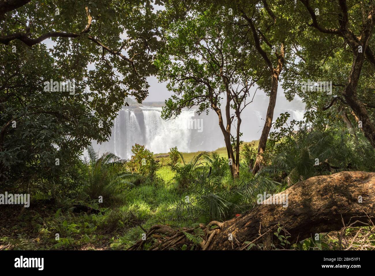 Victoria falls rainforest zimbabwe hi-res stock photography and images ...