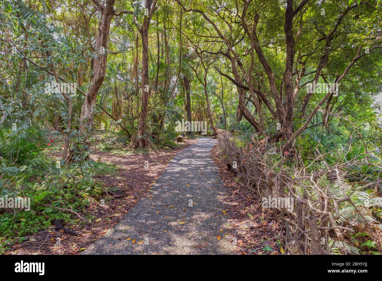 Rainforest walk, Victoria Falls, Zimbabwe, Africa Stock Photo - Alamy