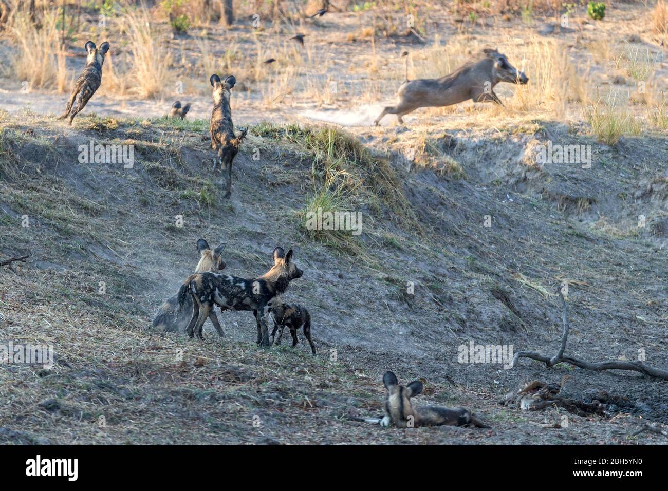 Mud covered Africa Wild aka Painted Dogs, by waterhole, chasing warthog ...