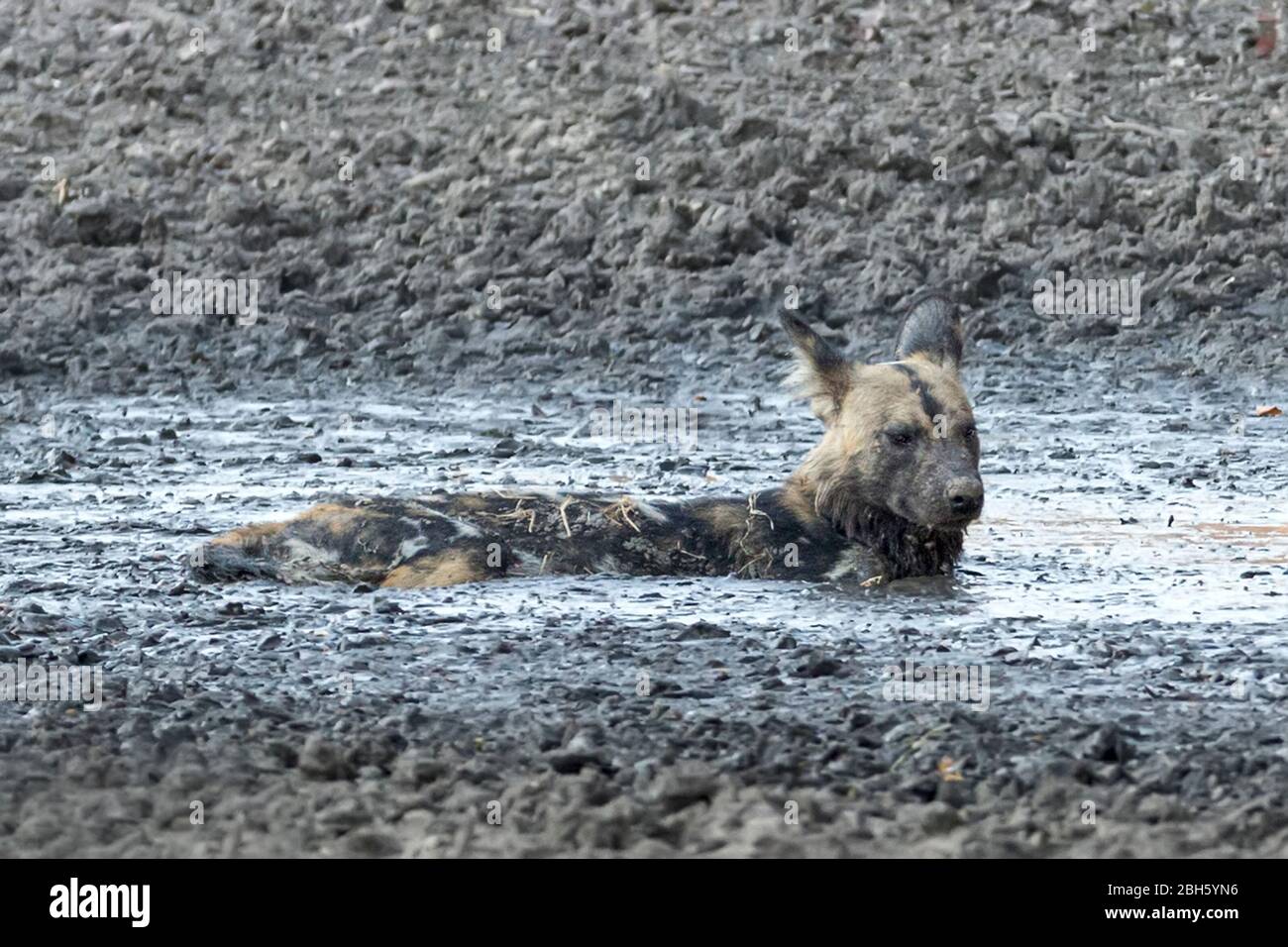 Dog covered in mud hi-res stock photography and images - Alamy