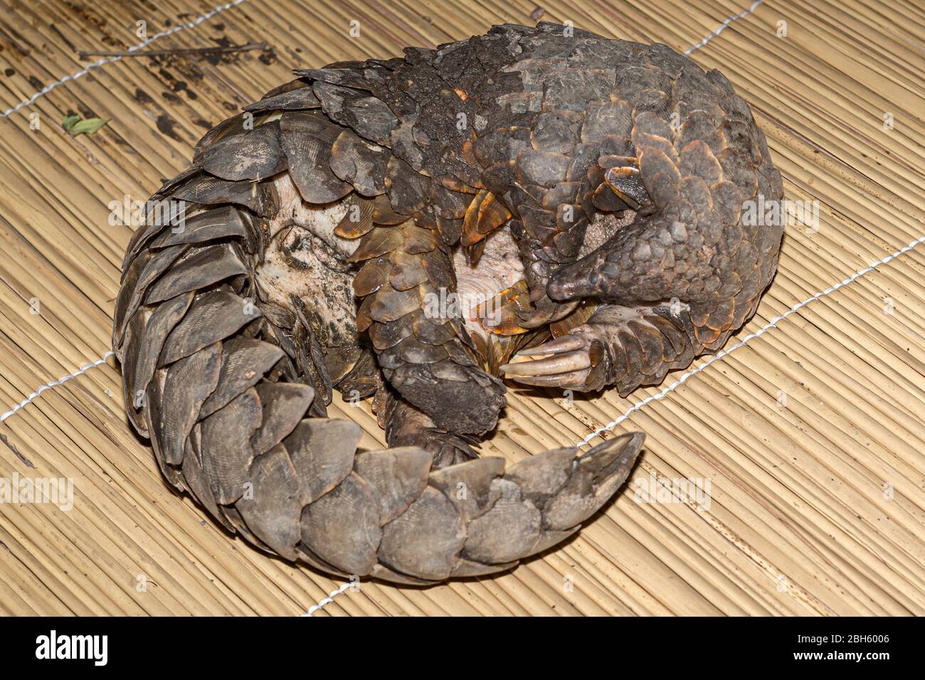 Pangolin night hi-res stock photography and images - Alamy