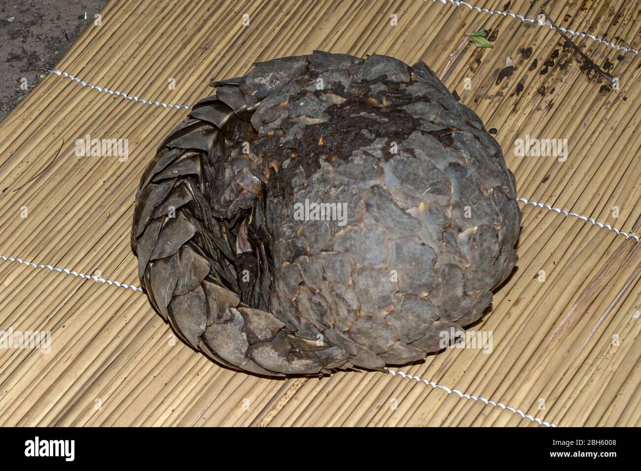 Curled up Pangolin, rescued from poacher, being revived with sugar ...