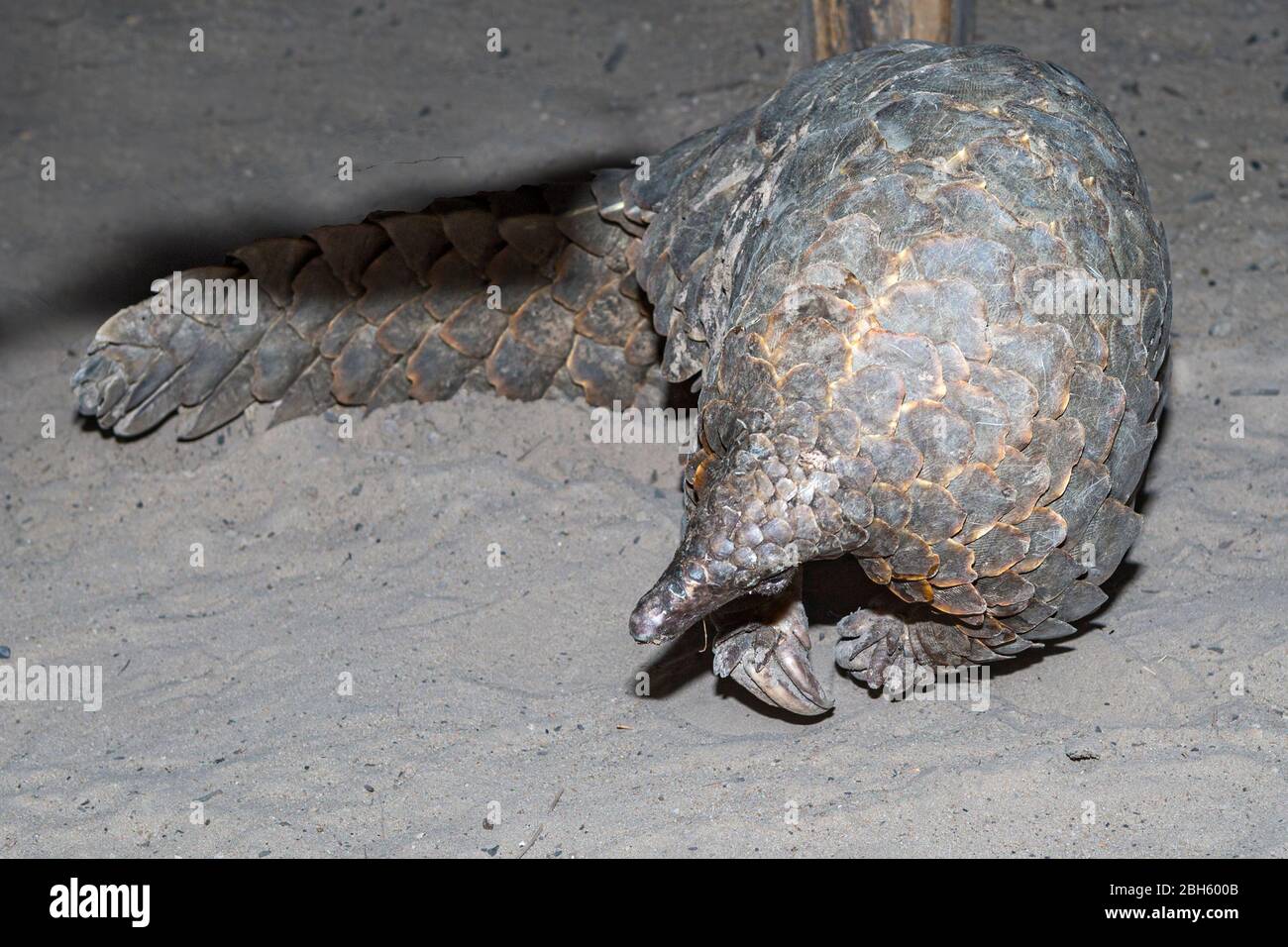 Pangolin walk hi-res stock photography and images - Alamy