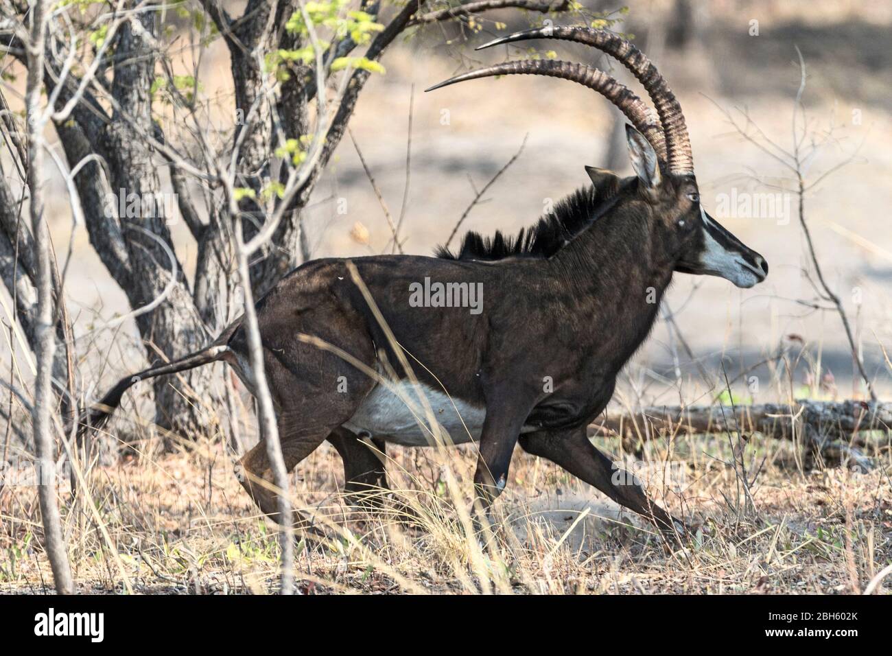 Male Sable, running, Nanzhila Plains, Kafue National Park, Zambia ...
