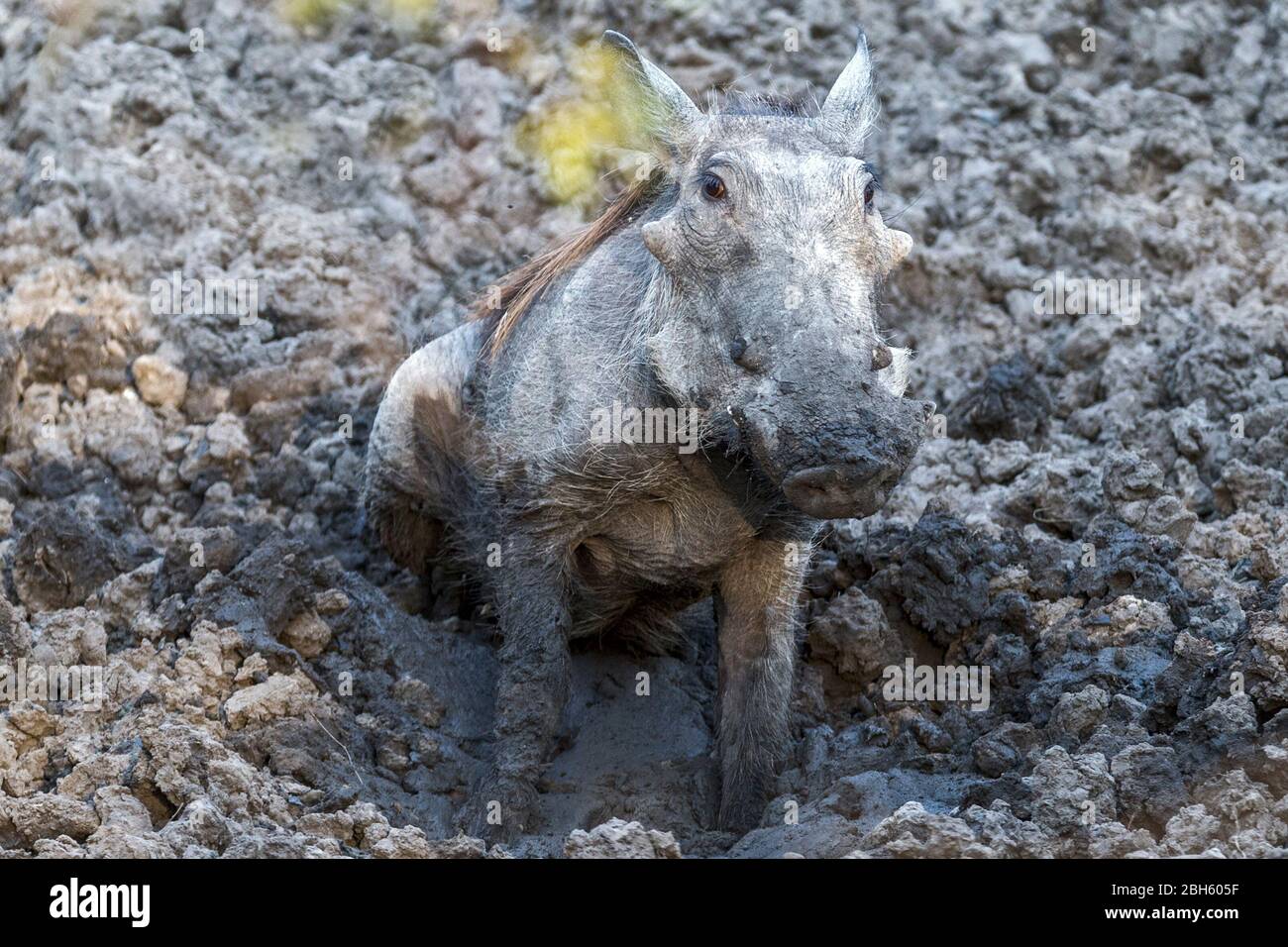 Female warthog in mud hole, drying river bed, cooling down at dusk ...