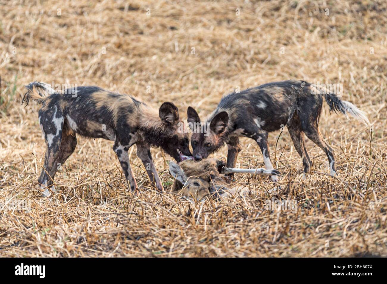 African Wild Dogs aka Painted Dogs, helping each other rip apart female ...