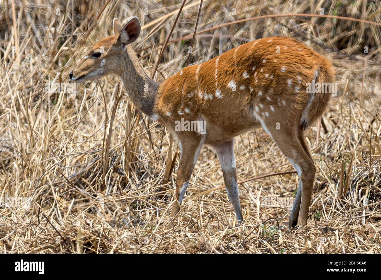 Female Bushbuck, Nanzhila Plains, Kafue National Park, Zambia, Africa ...