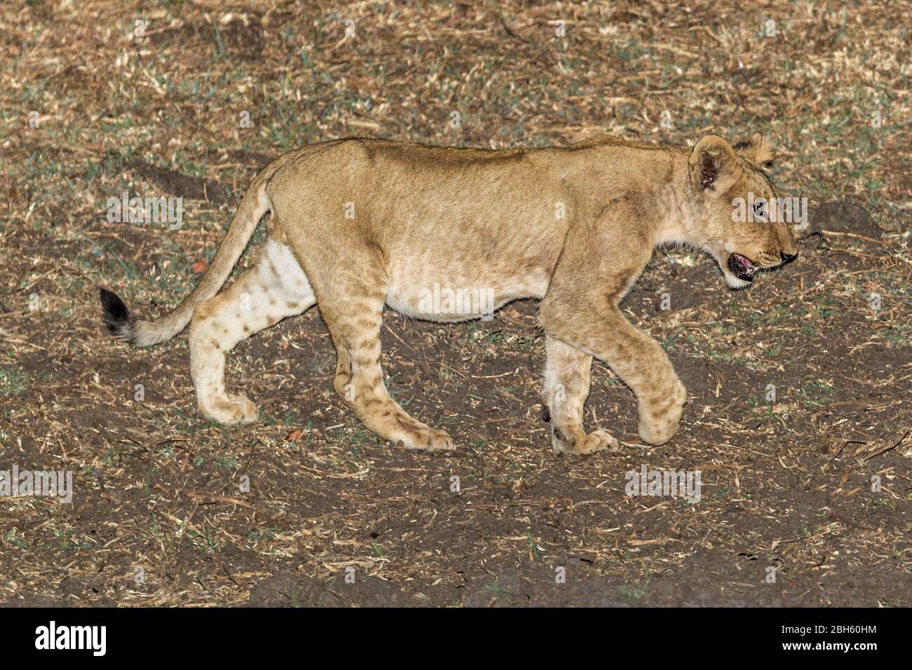 Lion cub, dusk, Nanzhila Plains, Kafue National Park, Zambia, Africa ...