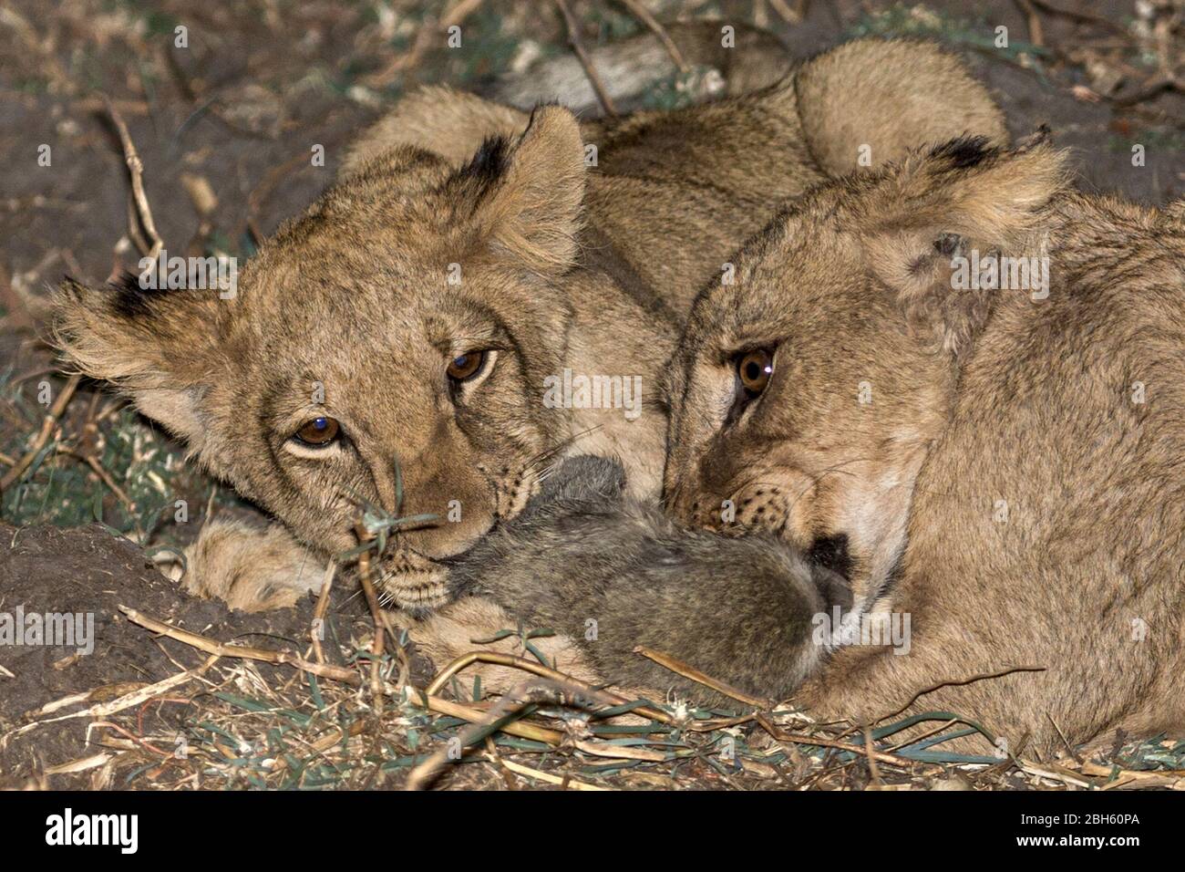 Monkey meat hi-res stock photography and images - Alamy