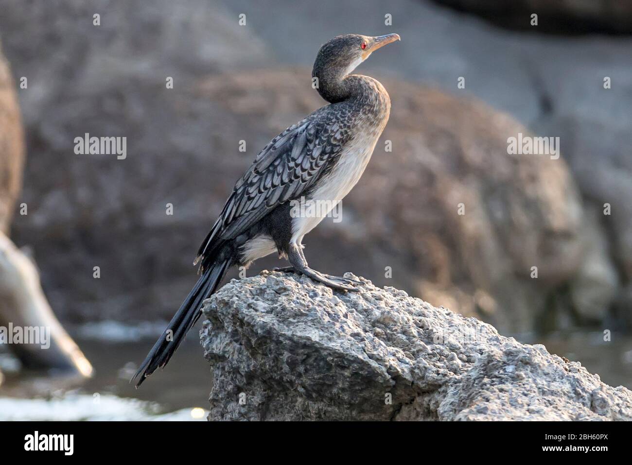 Reed cormorant, Microcarbo africanus aka long-tailed cormorant, dusk ...