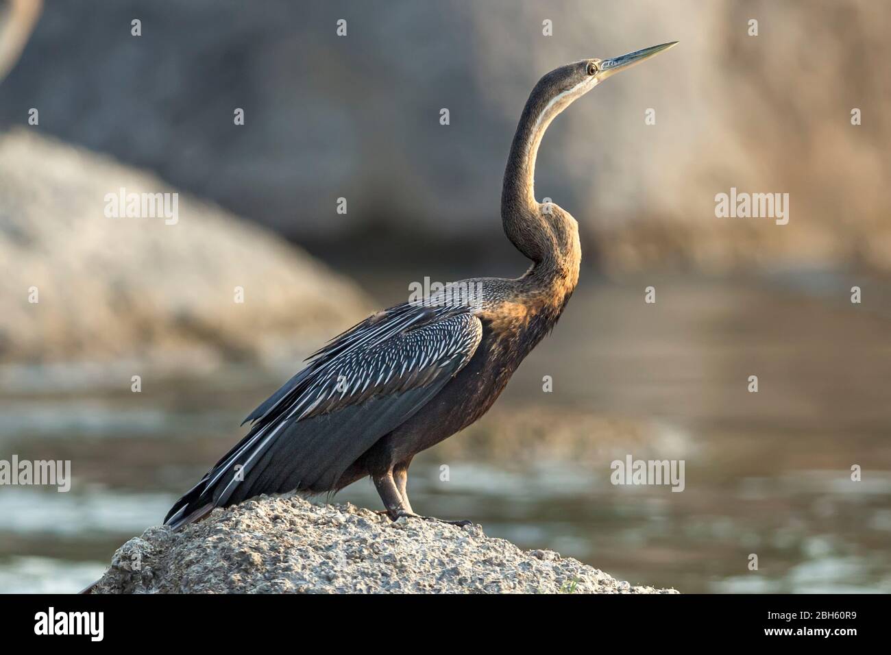 African Darter aka anhingas, Snakebird, Anhinga melanogaster, resting ...