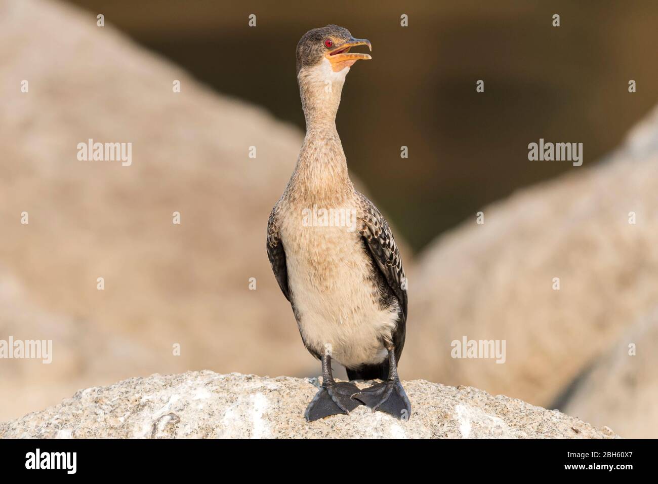 Reed cormorant, Microcarbo africanus aka long-tailed cormorant, cooling ...