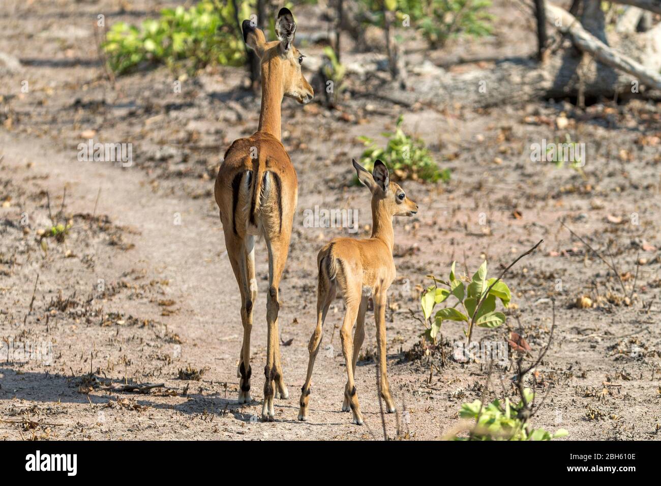 African Impala Impala Wikipedia