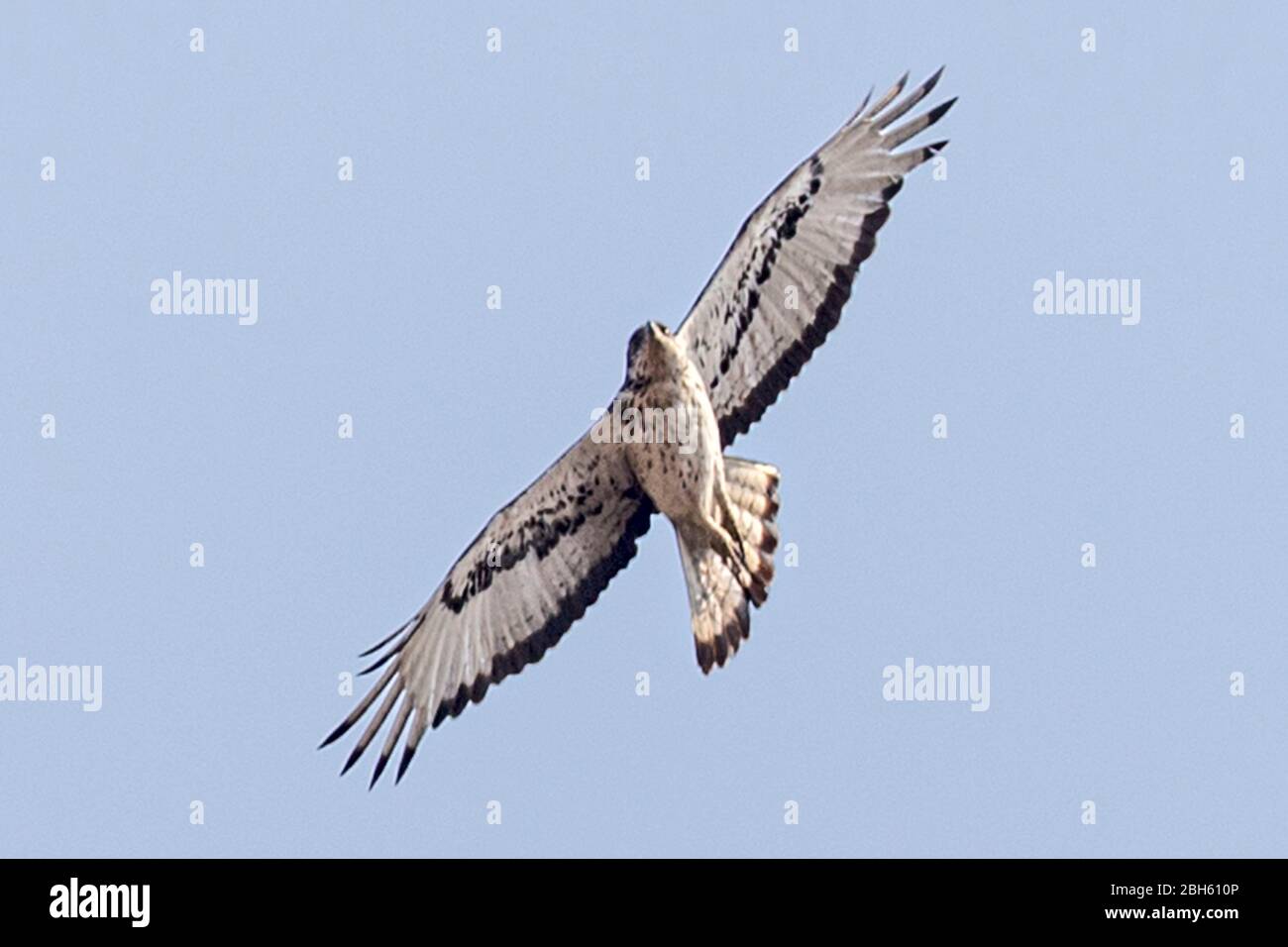 African Hawk Eagle, Aquila spilogaster, Kafue River, Kafue National ...