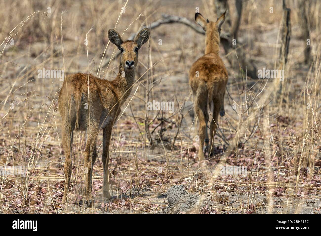 Animal puku wildlife hi-res stock photography and images - Alamy