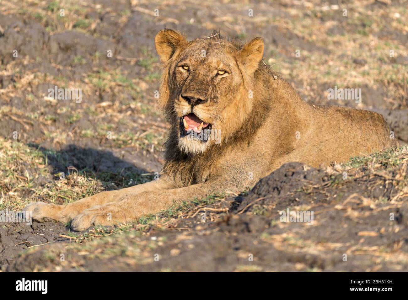 Lion, dusk, Kafue River, Kafue National Park, Zambia, Africa Stock ...