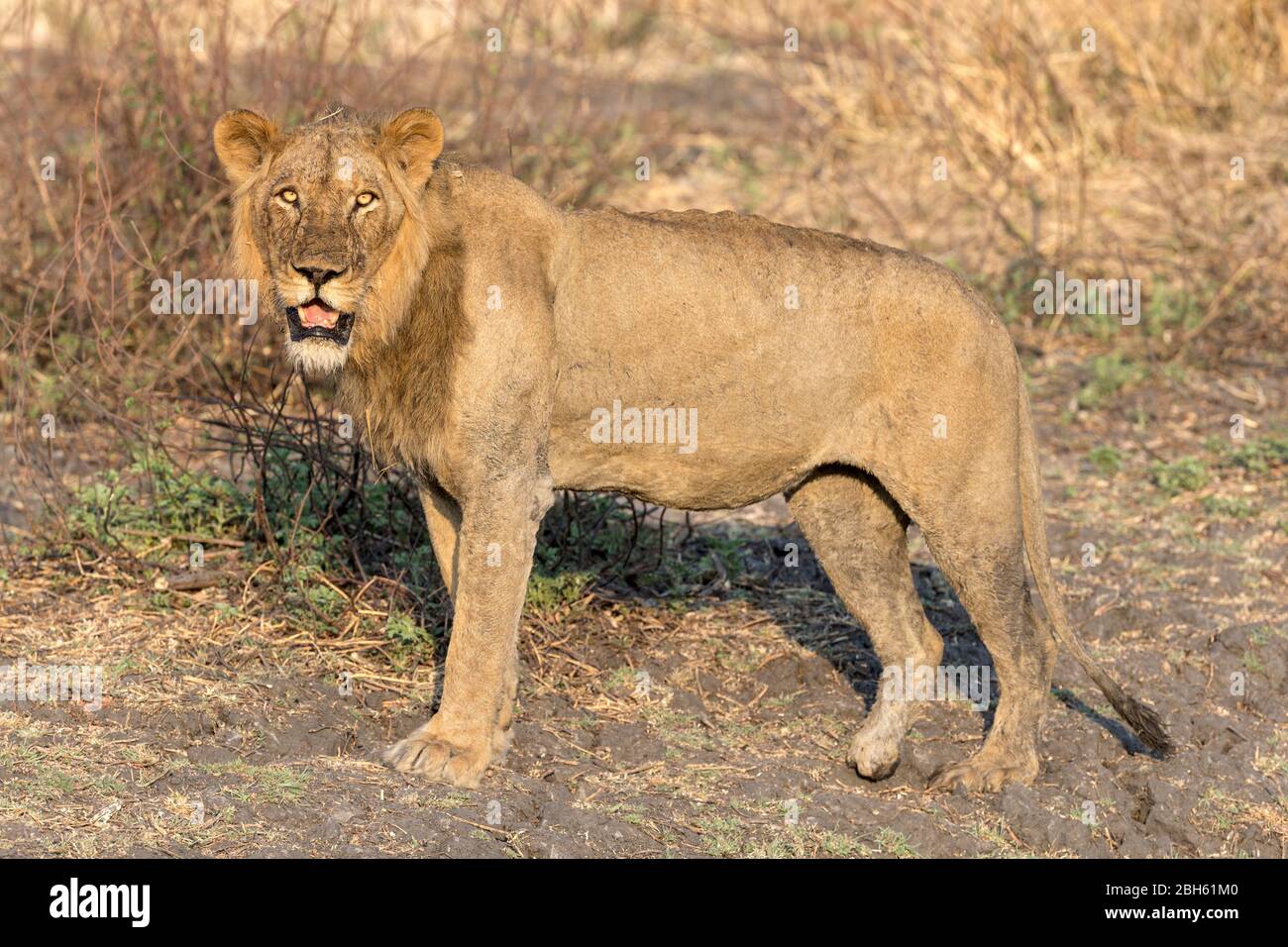 Maimed male Lion, amputated toes due to snare right rear foot, dusk ...