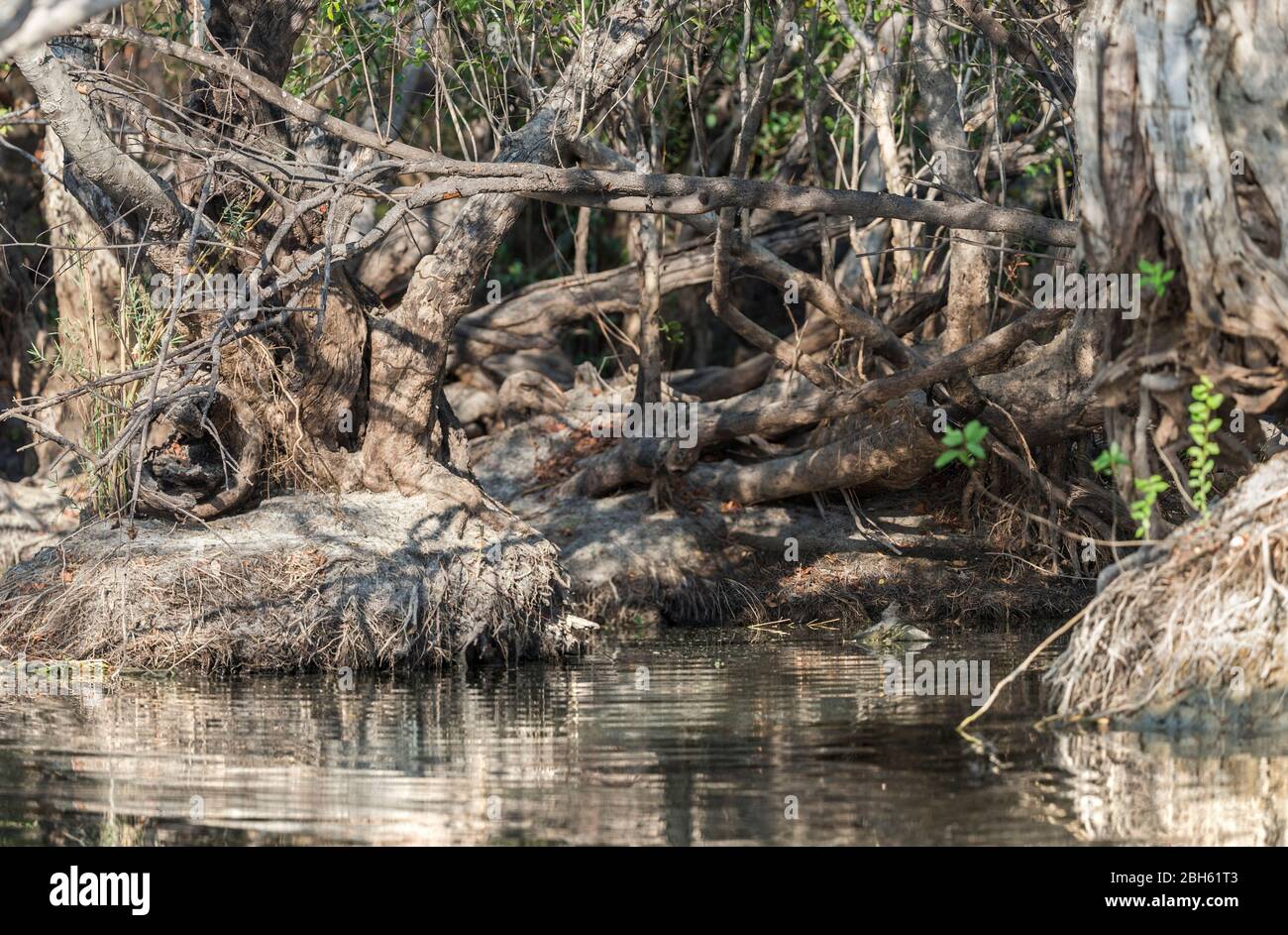 Landscape, Kafue River, Kafue National Park, Zambia, Africa Stock Photo ...