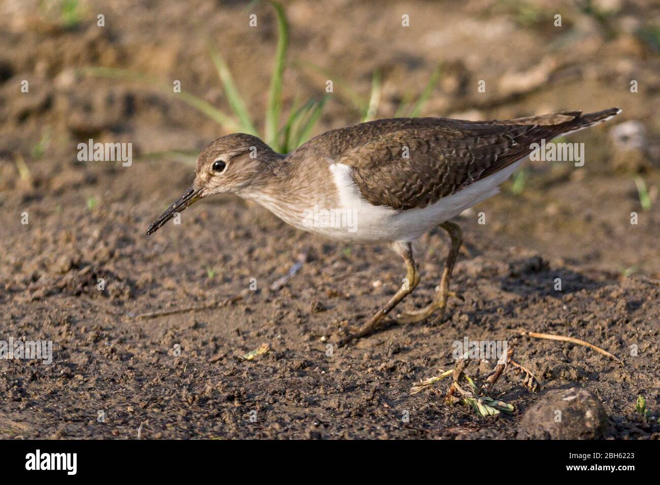 Common sandpiper, Actitis hypoleucos, Kafue River, Kafue National Park ...