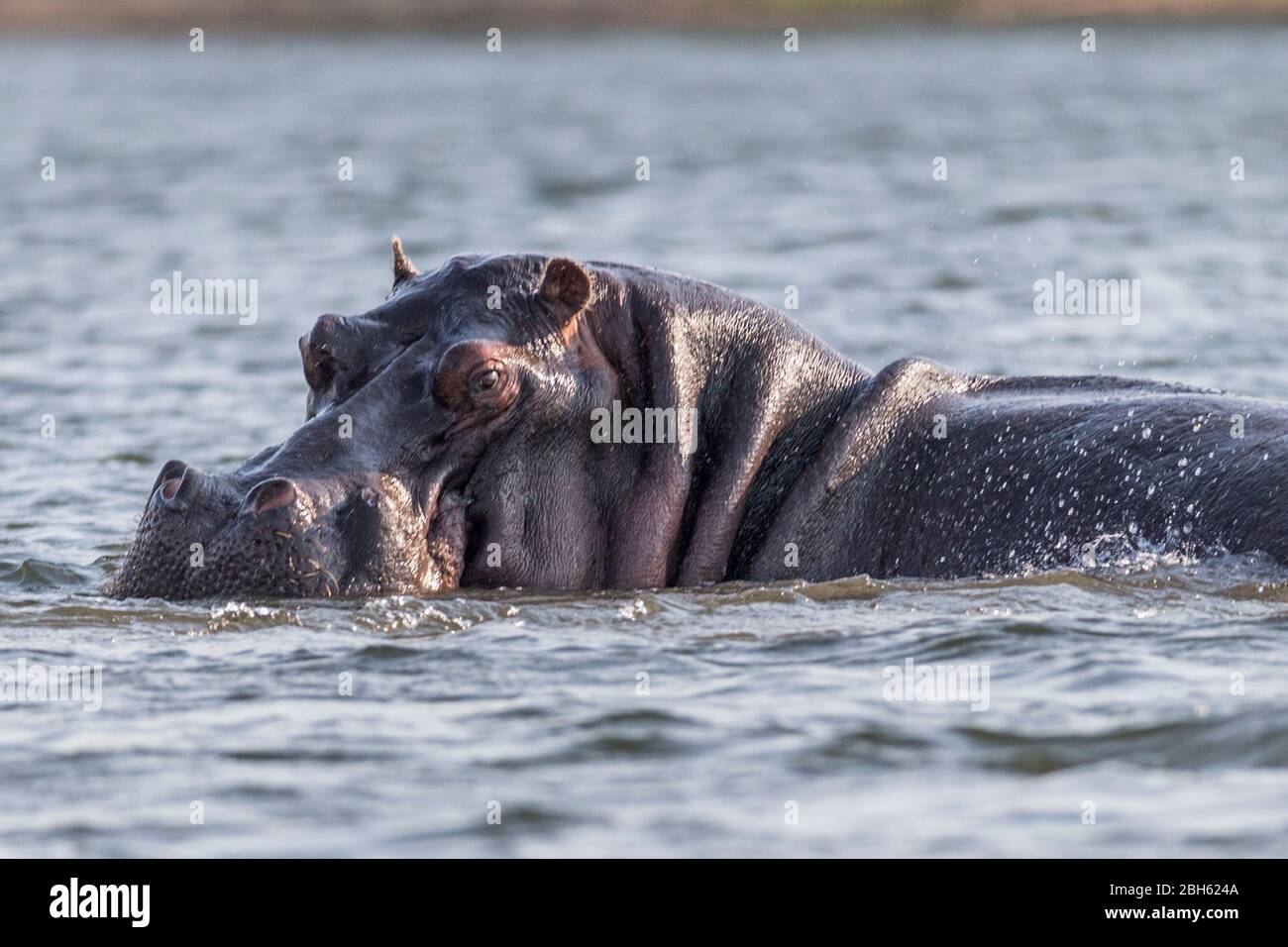 Kafue river hippo hi-res stock photography and images - Alamy