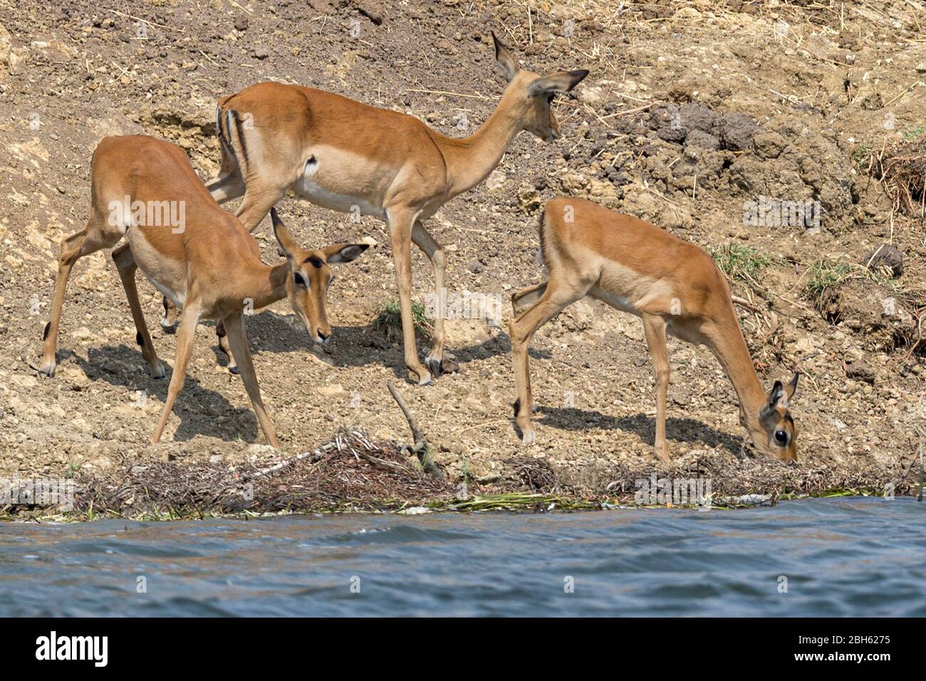 Female Impala apprehensively drinking: looking & listening for ...