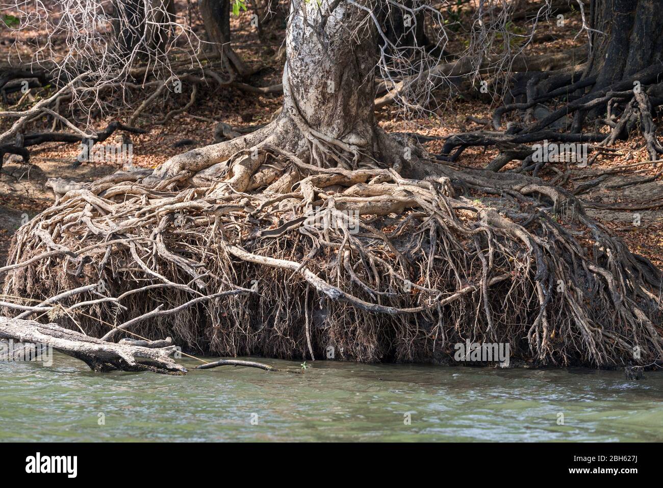 Landscape, roots of trees, Kafue River, Kafue National Park, Zambia ...