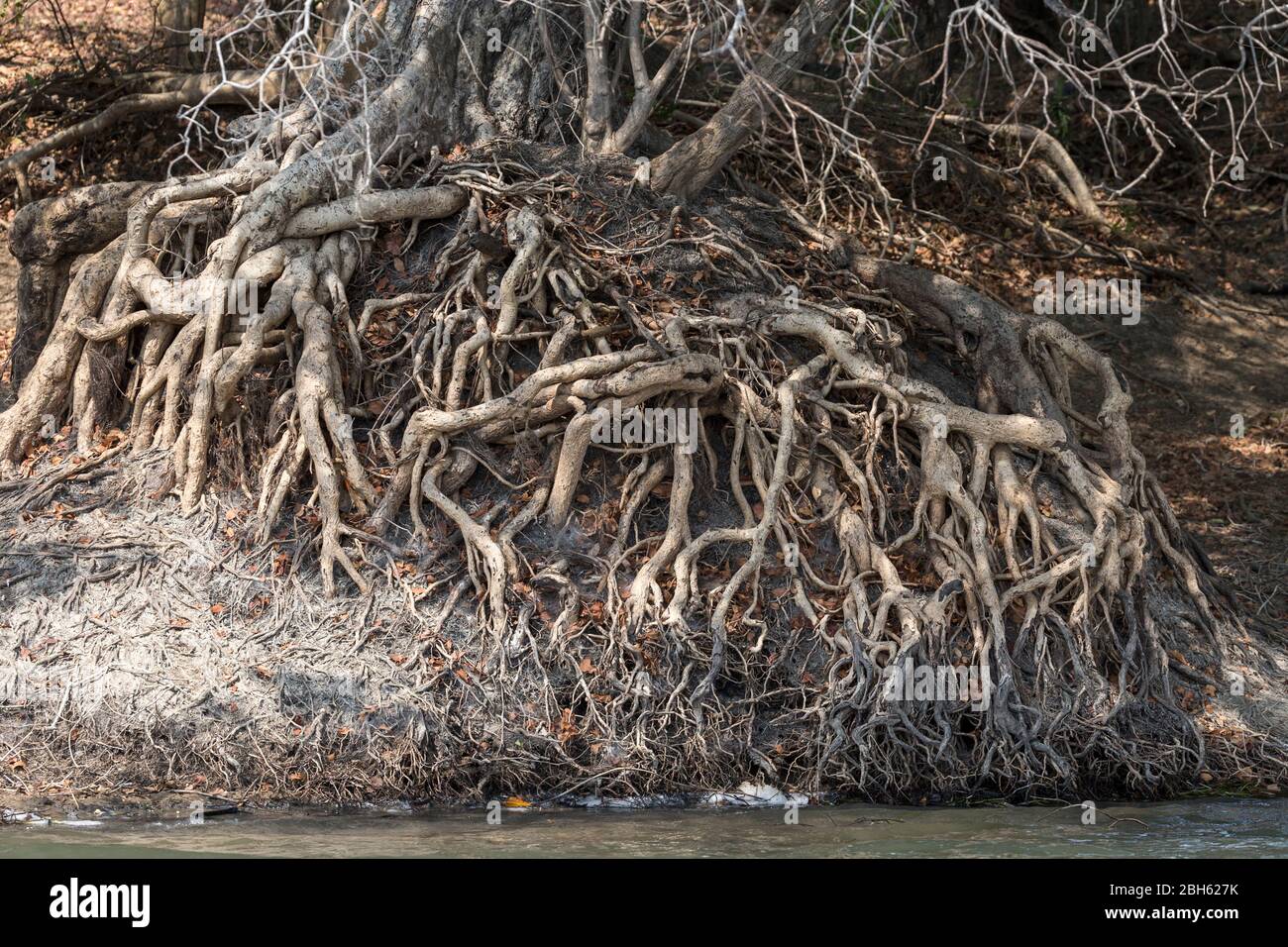 Landscape, roots of trees, Kafue River, Kafue National Park, Zambia ...
