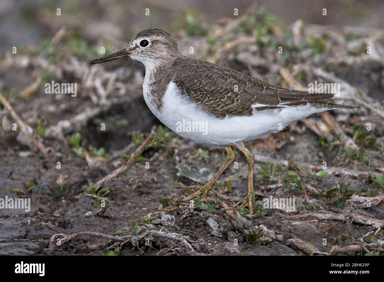 Common sandpiper, Actitis hypoleucos, Kafue River, Kafue National Park ...