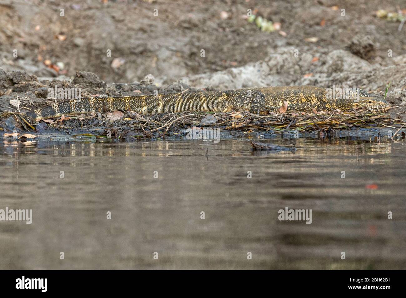 Nile (Ornate) Monitor Lizard, Varanus ornatus / Varanus niloticus ...