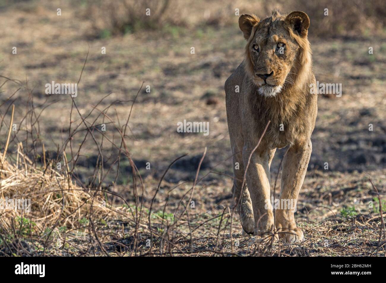 Male lion, dusk, Kafue River, Kafue National Park, Zambia, Africa Stock ...