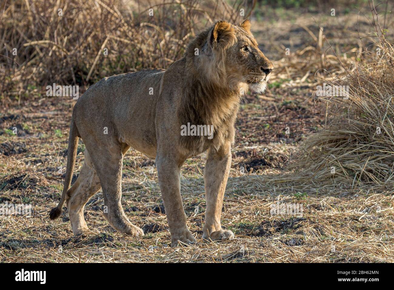 Male lion, dusk, Kafue River, Kafue National Park, Zambia, Africa Stock ...