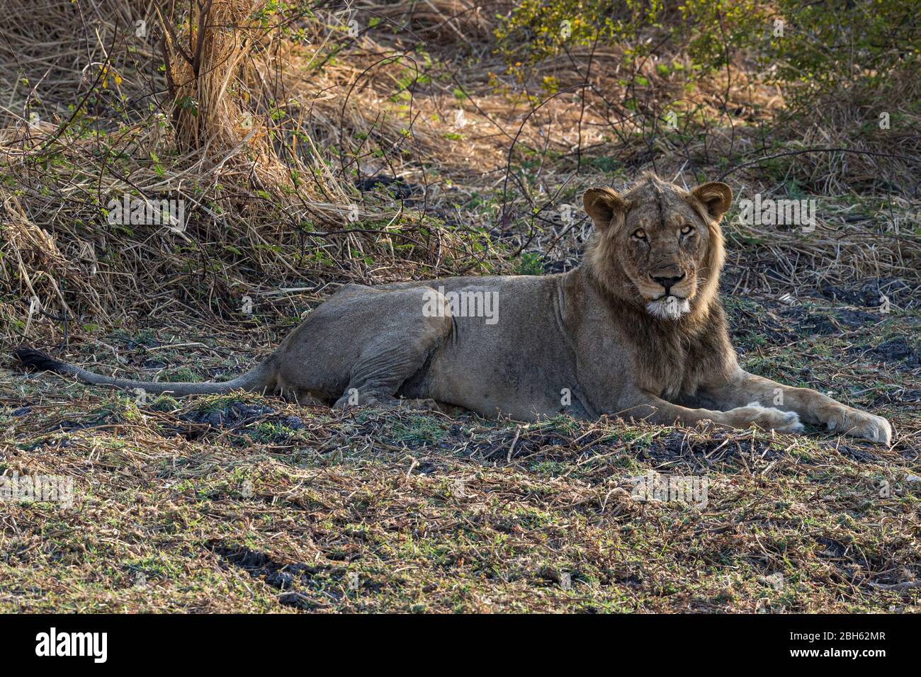 Male lion, dusk, Kafue River, Kafue National Park, Zambia, Africa Stock ...