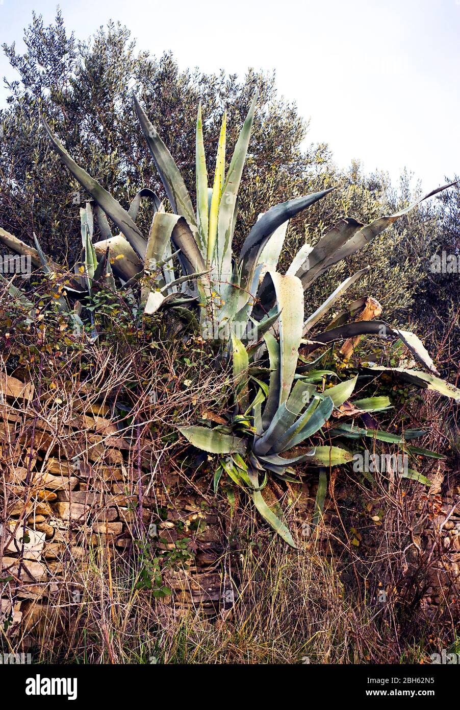 Giant aloe vera plant growing outdoor Stock Photo - Alamy