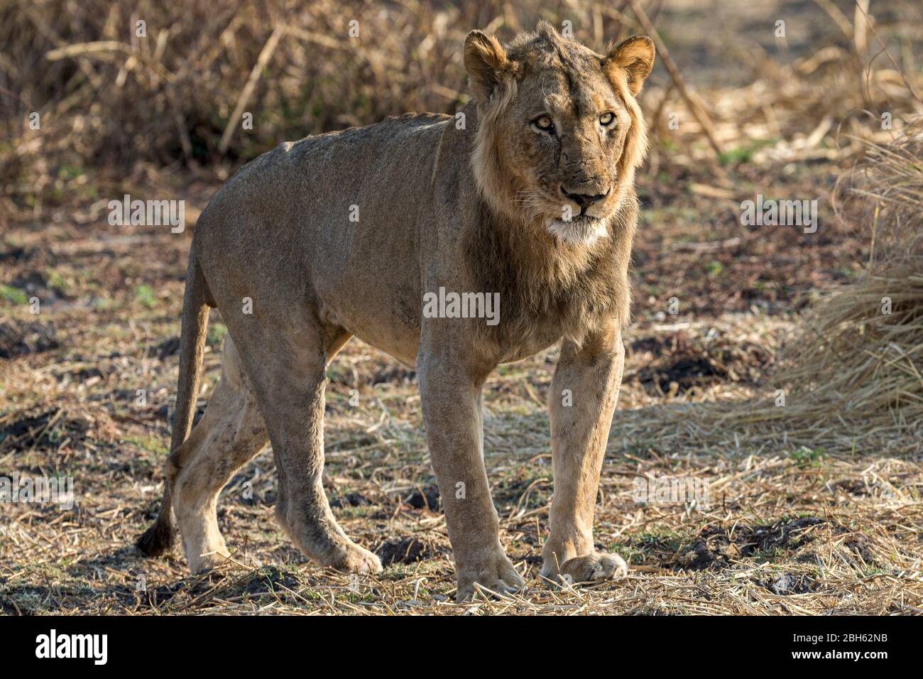 Male lion, dusk, Kafue River, Kafue National Park, Zambia, Africa Stock ...