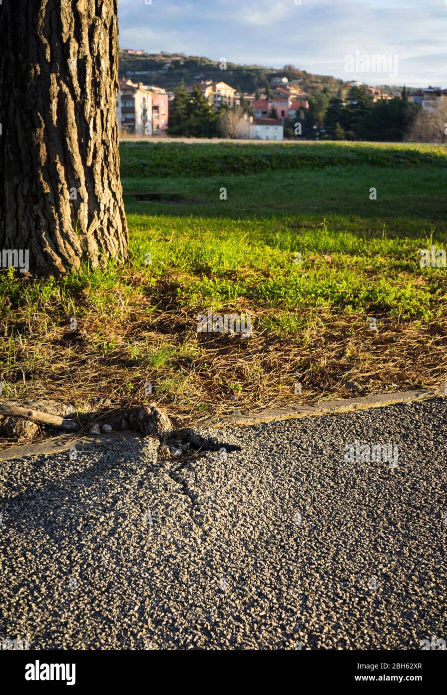 Root from a tree is breaking the asphalt Stock Photo - Alamy