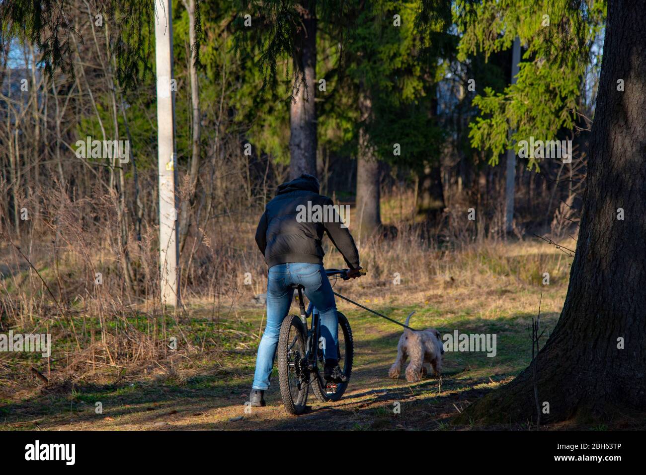 A man rides a Bicycle along a forest path, followed by a dog Stock ...