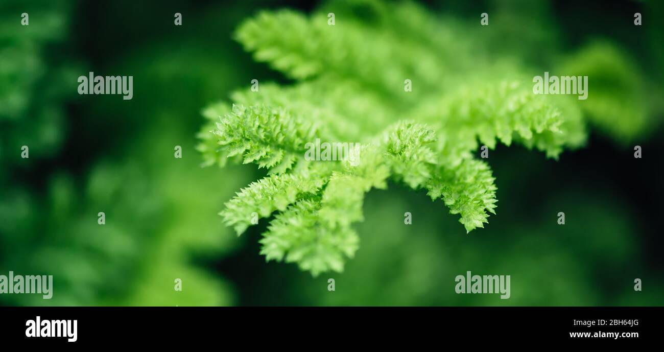 Dissected plant hi-res stock photography and images - Alamy